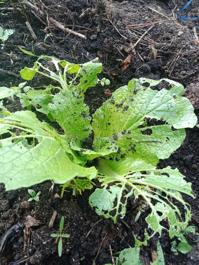 A Small Mustard Greens Whose Leaves Have Been Eaten by Snails or Slugs ...