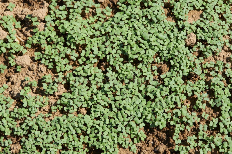Small Mustard Plant Growing in the Garden. Stock Image - Image of ...
