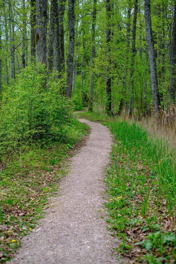 Small Narrow Foot Path in Summer Green Forest Stock Image - Image of ...