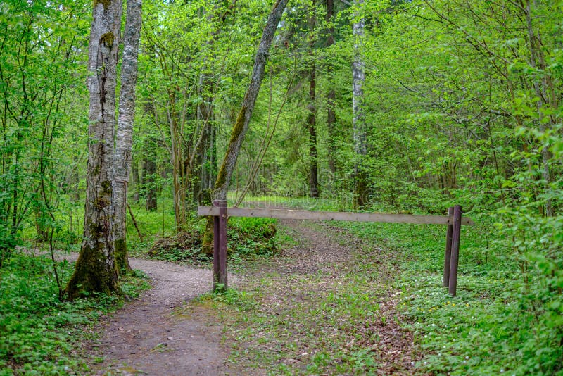 Small Narrow Foot Path in Summer Green Forest Stock Photo - Image of ...