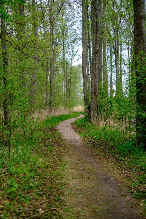 Narrow Foot Path in Pine Forest in Spring Stock Image - Image of ruegen ...