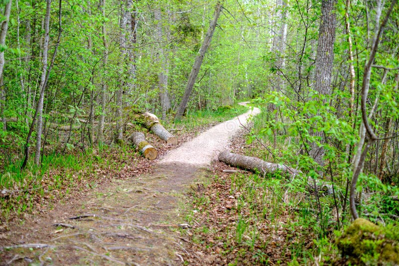 Narrow Foot Path in Pine Forest in Spring Stock Image - Image of ruegen ...