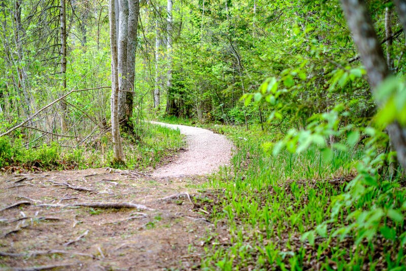 Small Narrow Foot Path in Summer Green Forest Stock Photo - Image of ...