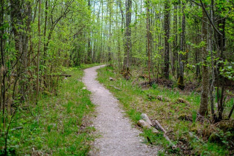 Narrow Foot Path in Pine Forest in Spring Stock Image - Image of ruegen ...