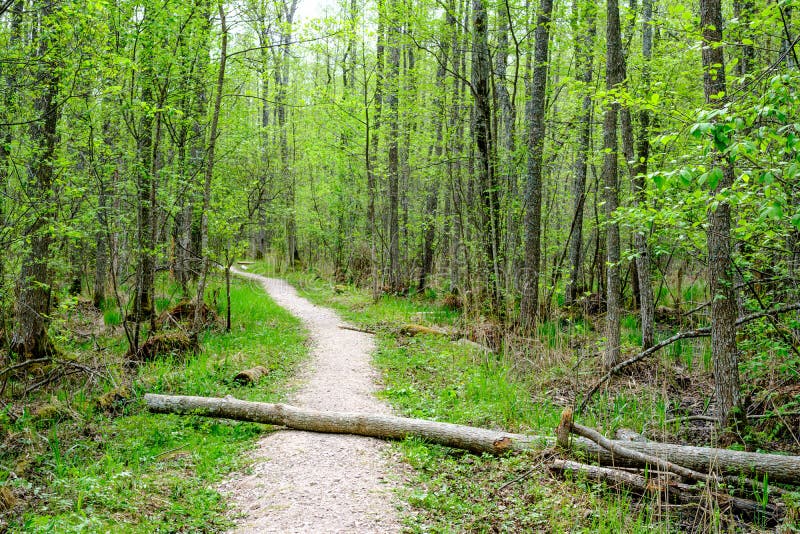 Narrow Foot Path in Pine Forest in Spring Stock Image - Image of ruegen ...