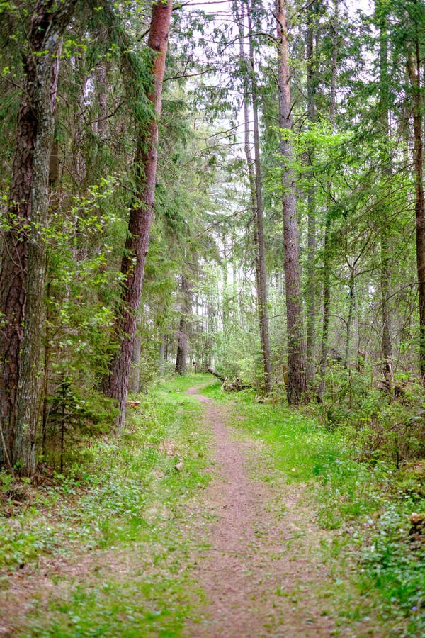 Narrow Foot Path in Pine Forest in Spring Stock Image - Image of ruegen ...