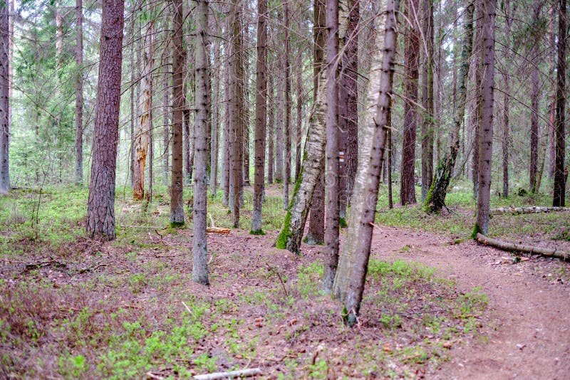 Small Narrow Foot Path in Summer Green Forest Stock Image - Image of ...