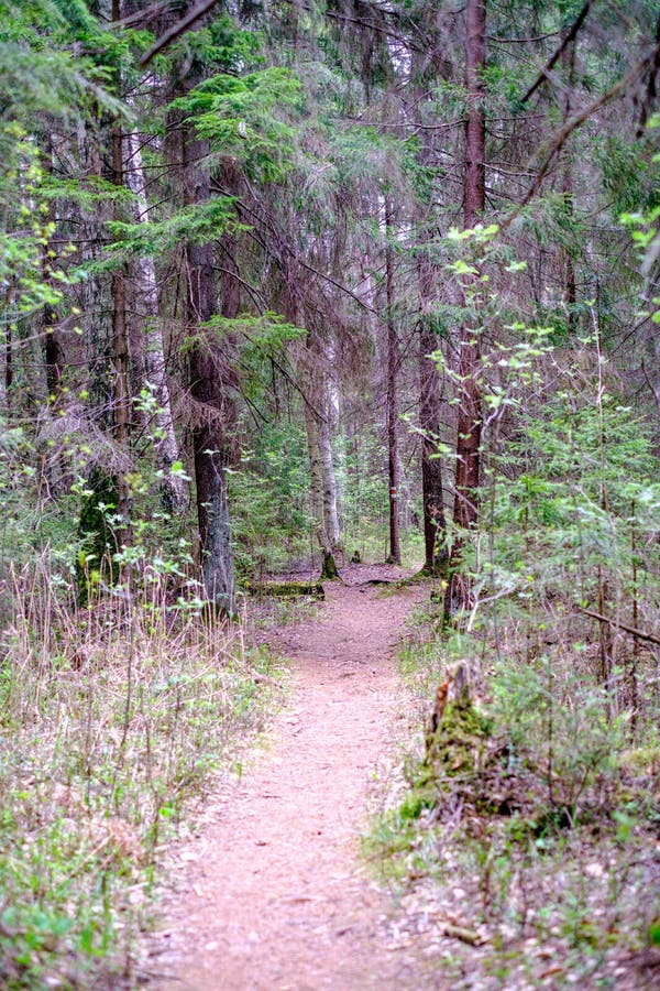 Small Narrow Foot Path in Summer Green Forest Stock Photo - Image of ...