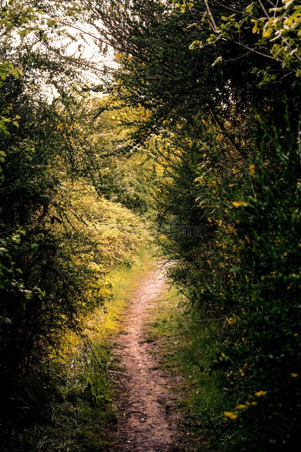 Small Narrow Mud Pathway with Overhanging Trees Stock Photo - Image of ...