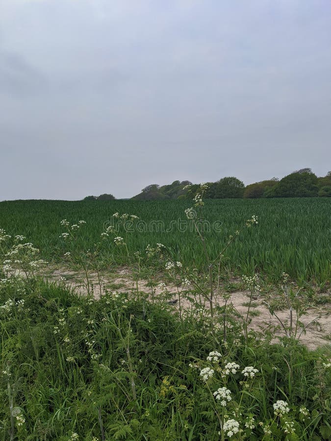 Sandy path stock image. Image of outdoors, rural, outdoor - 180913821