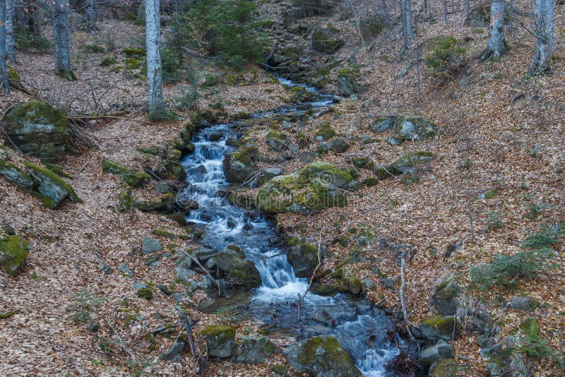 Small and Narrow Stream Winding Throught the Forest on Early Spring ...