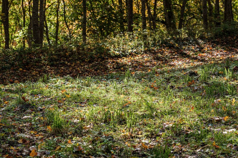 Small Narrow Trail in the Woods Stock Photo - Image of passage, narrow ...
