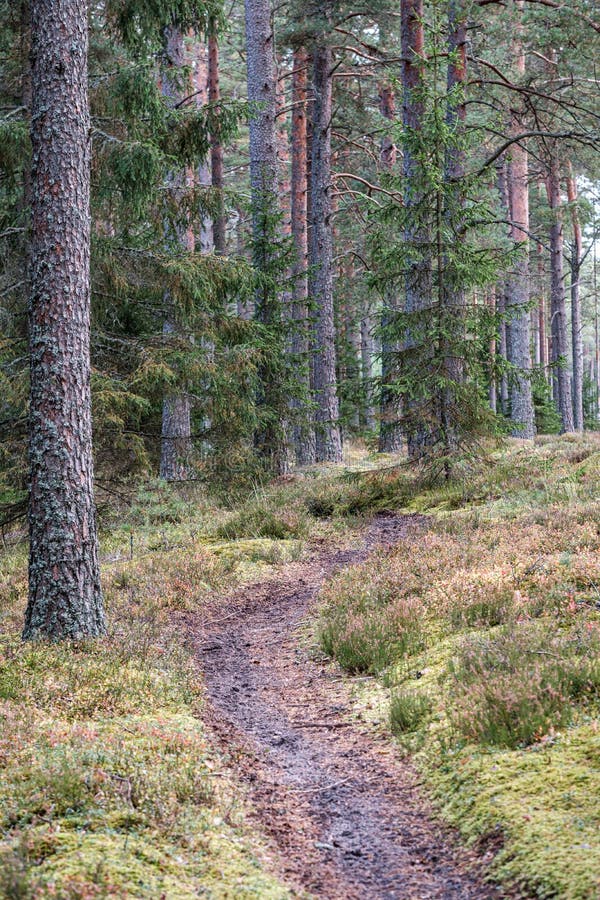 Small Narrow Trail in the Woods Stock Photo - Image of nature, bench ...