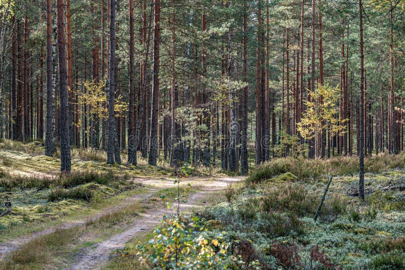 Small Narrow Trail in the Woods Stock Photo - Image of person, passage ...