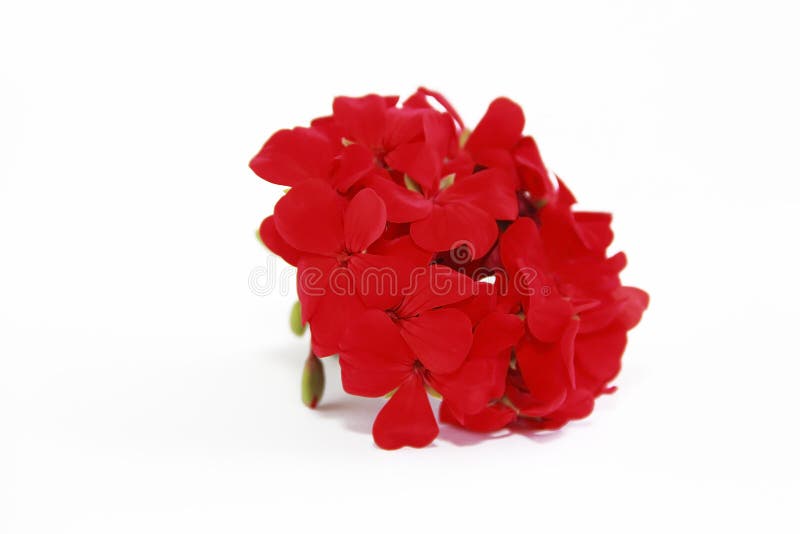Small Natural Flowers of Red Geranium on a White Background Stock Photo ...