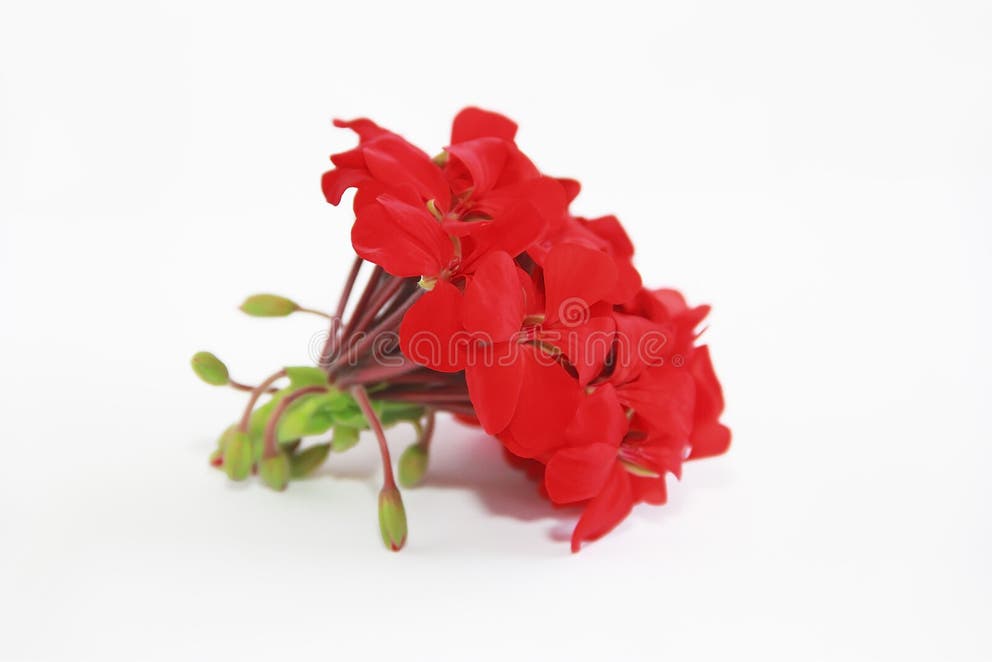 Small Natural Flowers of Red Geranium on a White Background Stock Photo ...