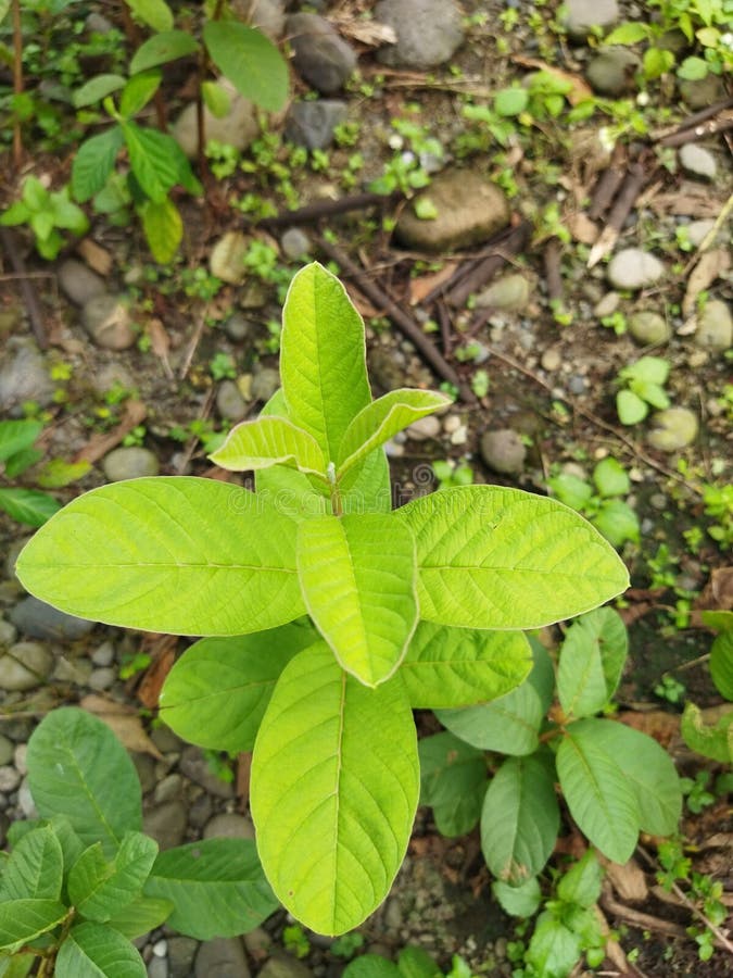 A Small, Naturally Grown Guava Tree because of Seeds Scattered in a ...