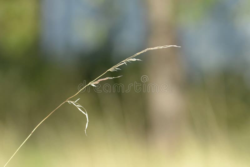 Small nature stock photo. Image of leaf, nature, rain - 100356290