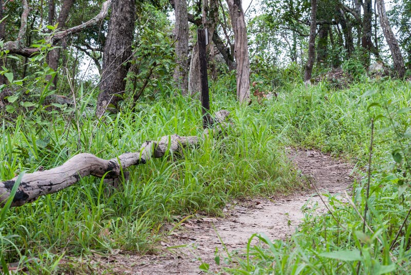 Small Nature Trail with Wooden Rail. Stock Photo - Image of perspective ...