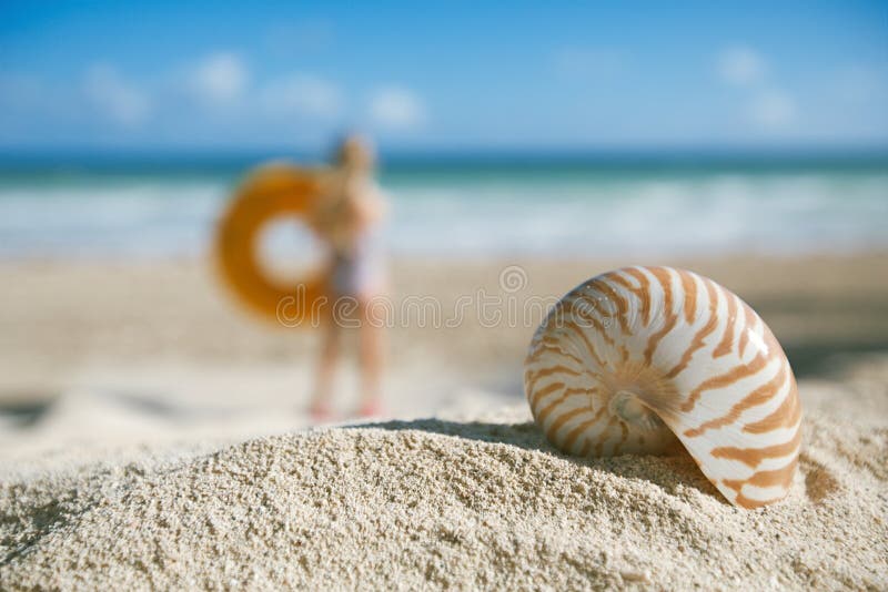 Small Nautilus Shell on Beach Against Blue Sea Stock Image - Image of ...