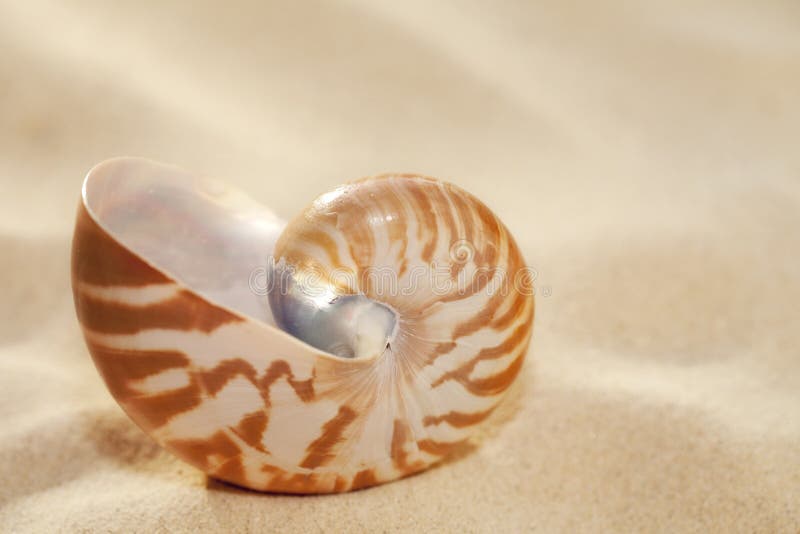 Small Nautilus Shell on Beach Sand Stock Photo - Image of climate ...