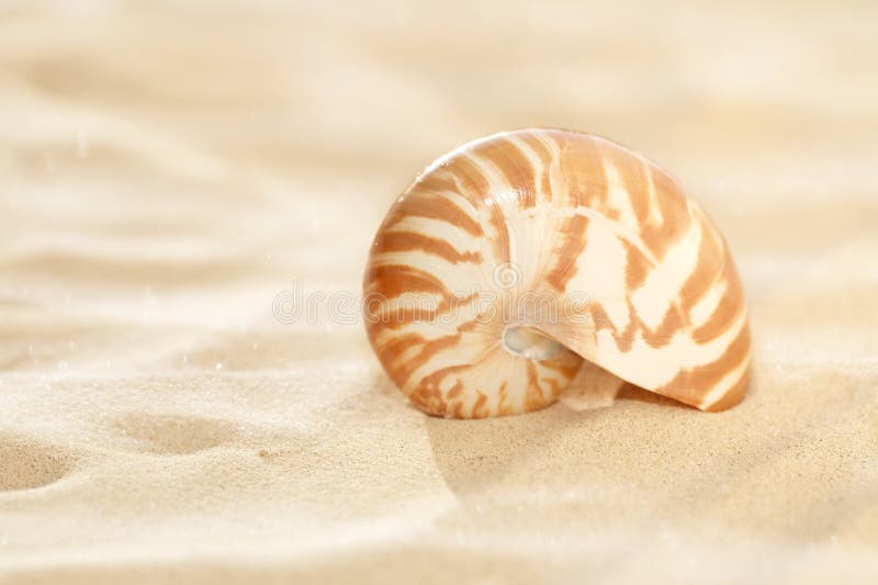 Small Nautilus Shell on Beach Sand Stock Image - Image of nature, rest ...