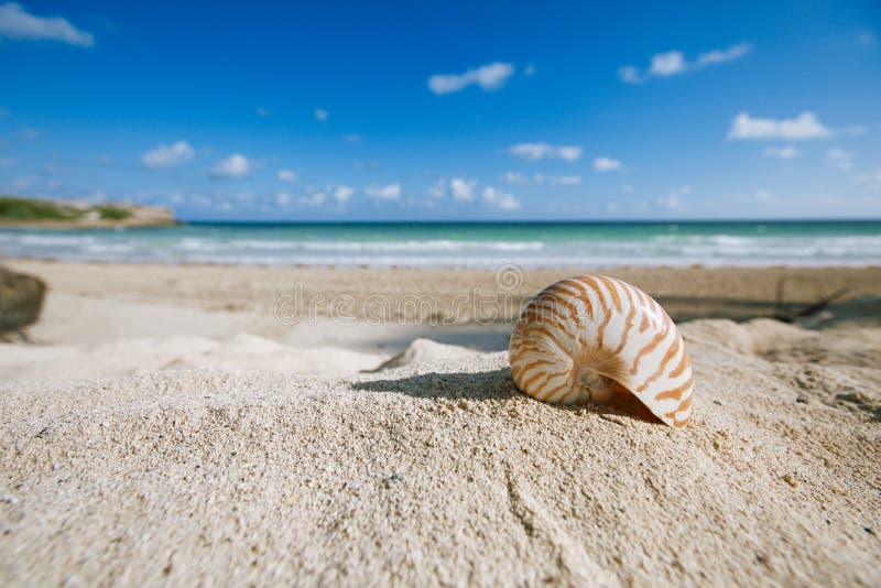 Nautilus Shell with Ocean , Beach and Seascape Stock Photo - Image of ...