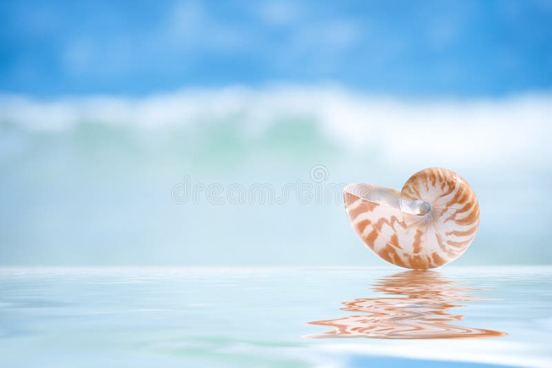Small Nautilus Shell and Reflection with Ocean, Wave and Seasca Stock ...