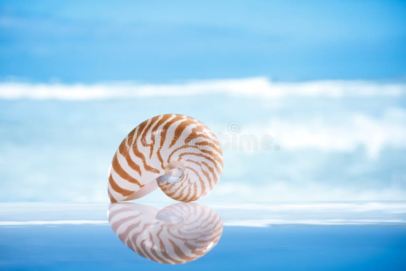 Small Nautilus Shell and Reflection with Ocean, Wave and Seasca Stock ...