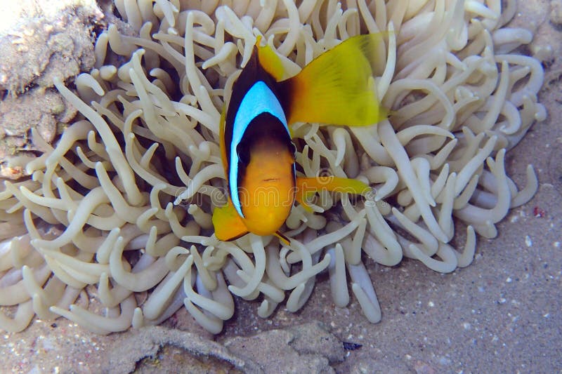 Small nemo fish stock image. Image of clown, nature - 311477179