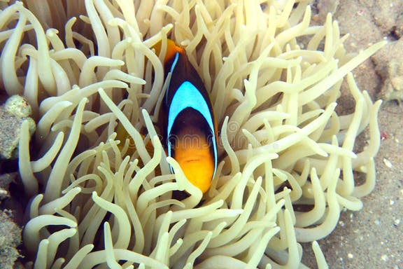 Small nemo fish stock image. Image of illness, aquarium - 311477221