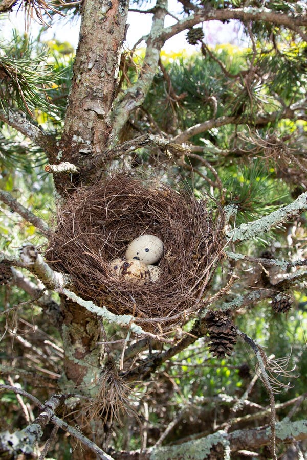 Small Nest with Brown White Eggs in Tree Stock Image - Image of seagull ...
