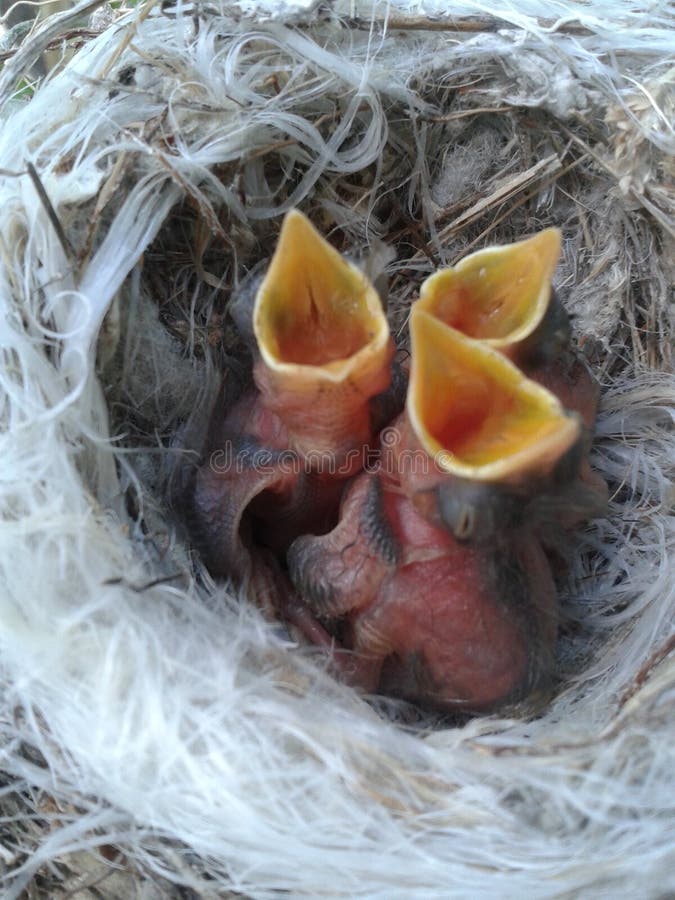 Hen hide Chicks stock image. Image of feather, cockerel - 13415377