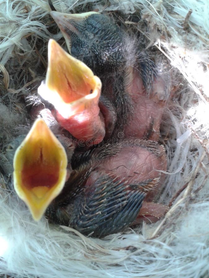 Hen hide Chicks stock image. Image of feather, cockerel - 13415377