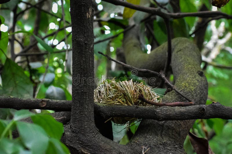 Small Nest of Straw on the Branches of a Tree. Stock Photo - Image of ...