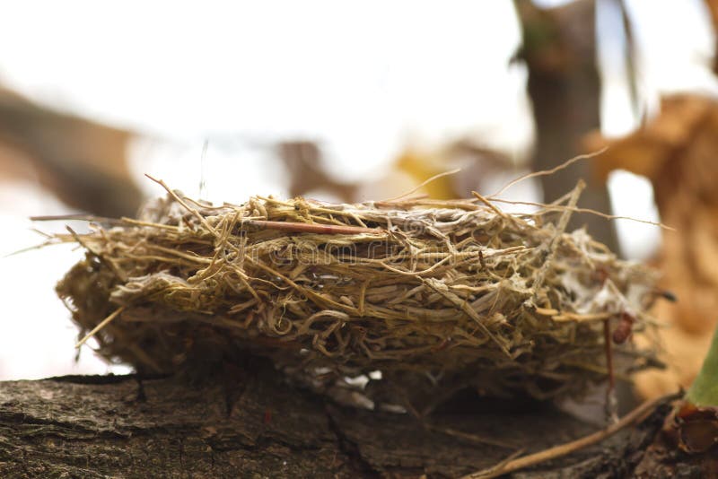 Small nest on a tree stock photo. Image of home, brown - 188297742
