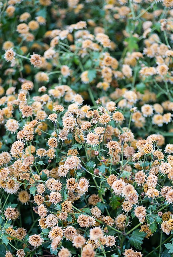 Small Neutral Flowers Background Stock Image - Image of neutral, sample ...