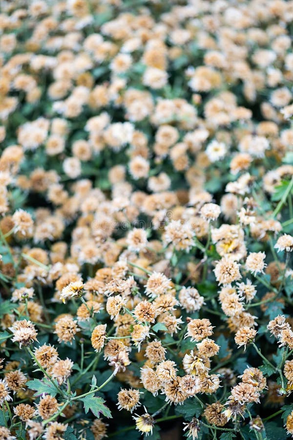 Small Neutral Flowers Background Stock Image - Image of romantic ...