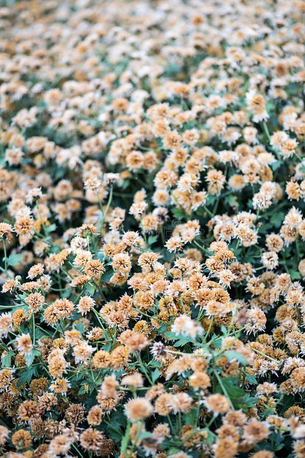 Small Neutral Flowers Background Stock Photo - Image of mood ...