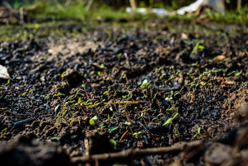 New born plant stock image. Image of leaf, soil, life - 51074747