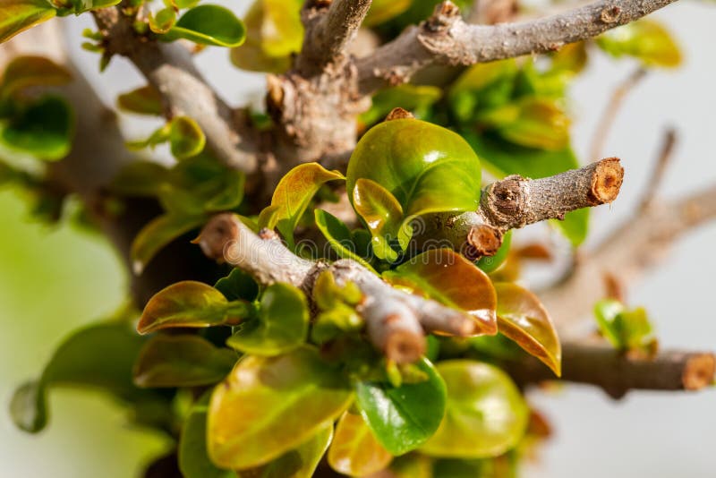 Small new leaves on ficus stock image. Image of garden - 185232861