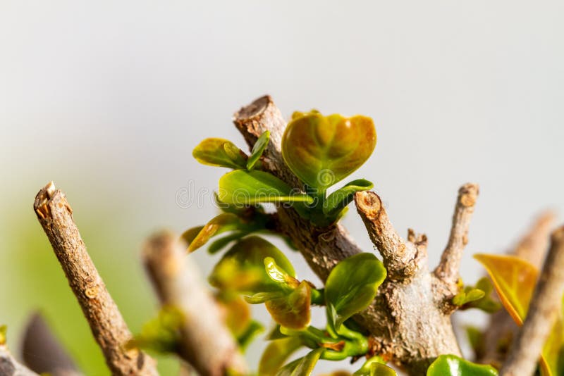Small new leaves on ficus stock photo. Image of life - 185232878