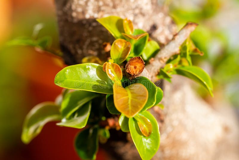 Small new leaves on ficus stock image. Image of concept - 185232895