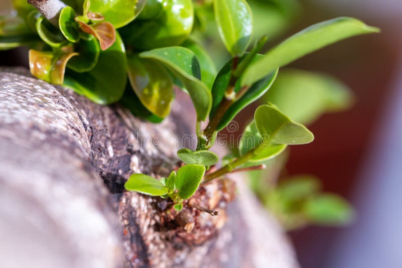 Small new leaves on ficus stock photo. Image of concept - 185232930