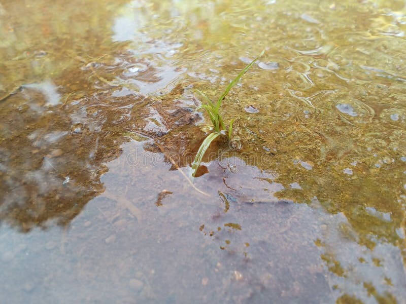 451 Waterlogged Soil Stock Photos - Free & Royalty-Free Stock Photos ...