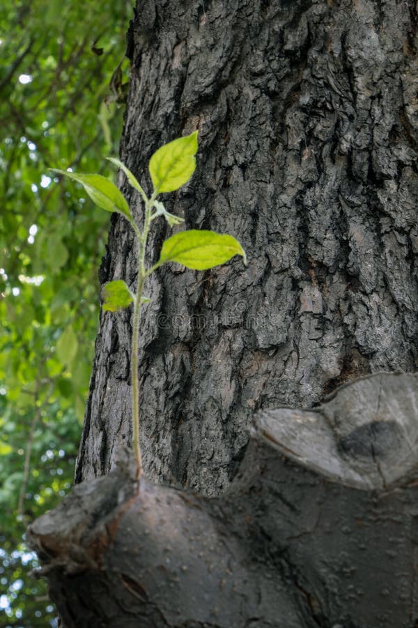Small new sprout on stock image. Image of pear, leaf - 225154371