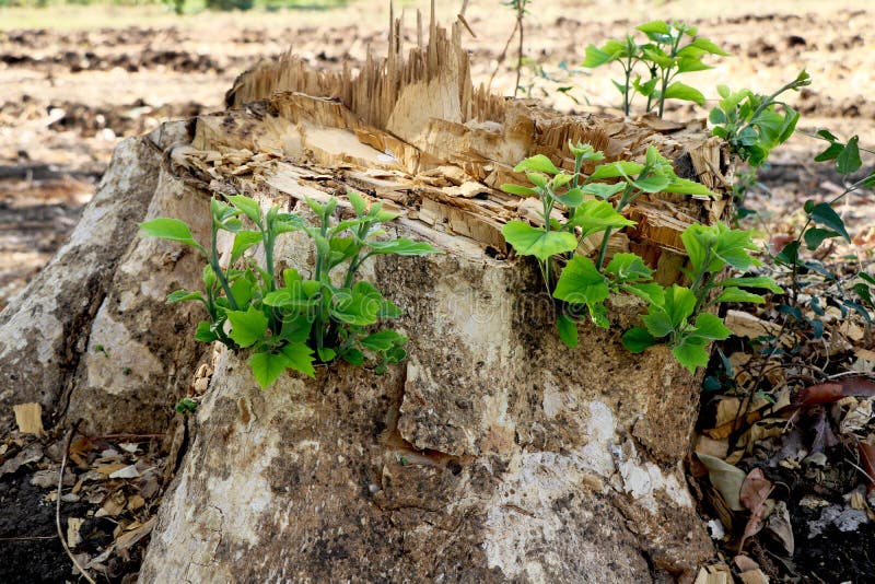 Small New Twigs of Tree Born after Cutting Stock Photo - Image of ...