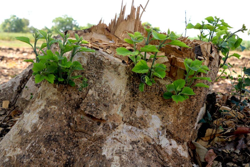 189 Cut Sprouting Tree Stock Photos - Free & Royalty-Free Stock Photos ...