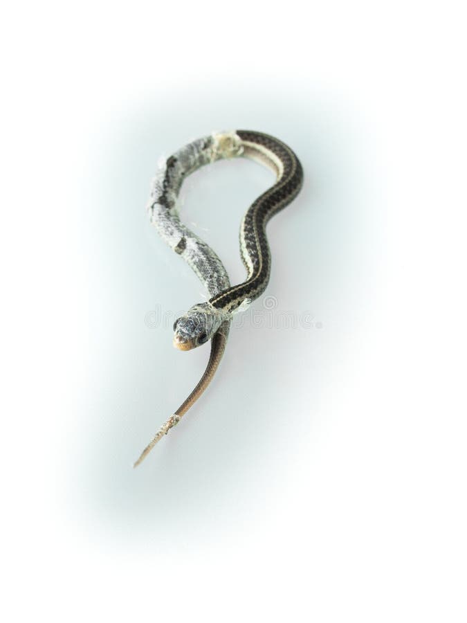 Small newborn snake stock photo. Image of sirtalis, ready - 76207692