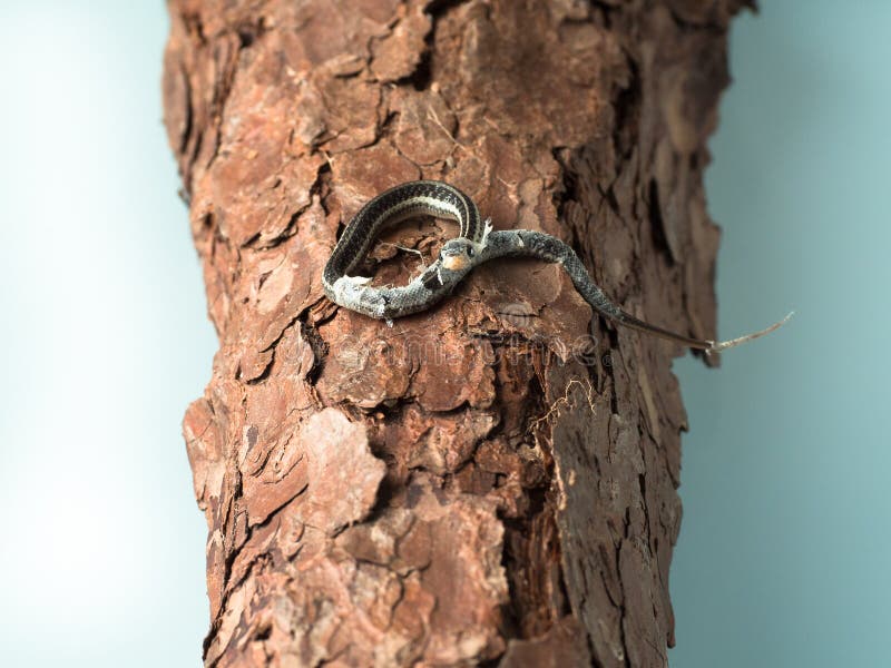 Small Newborn Snake with Hanging Skin Lying on Tree Stock Image - Image ...